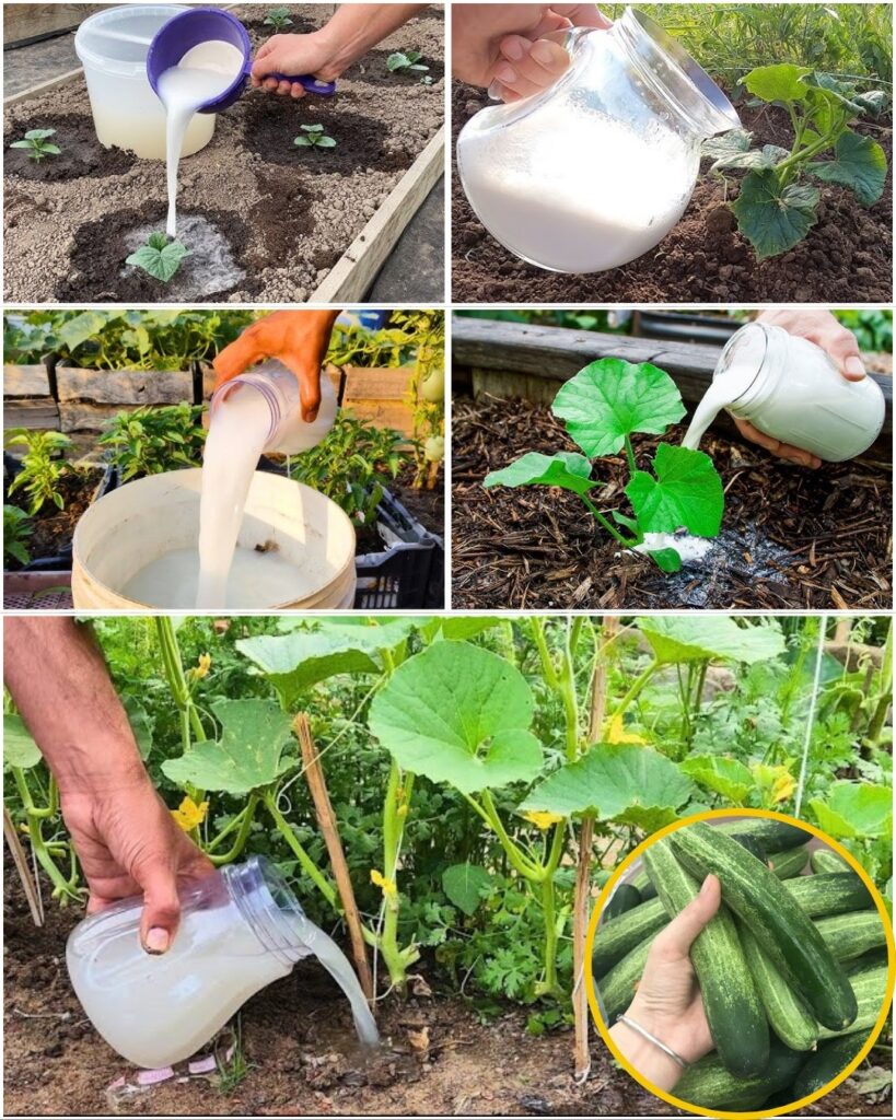 Benefits and Uses of Chayote Juice: A Refreshing Boost for Your Health ...