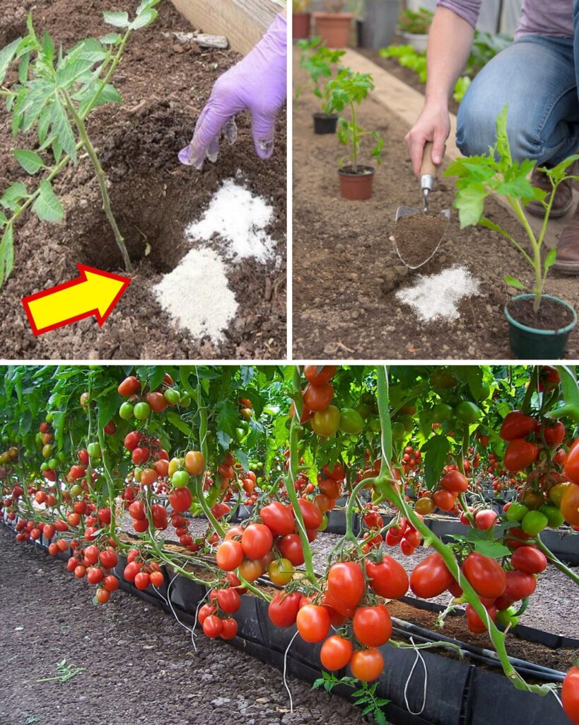 Planting Flower Bulbs Using Egg Cartons: A Simple Trench Method – TREND ...