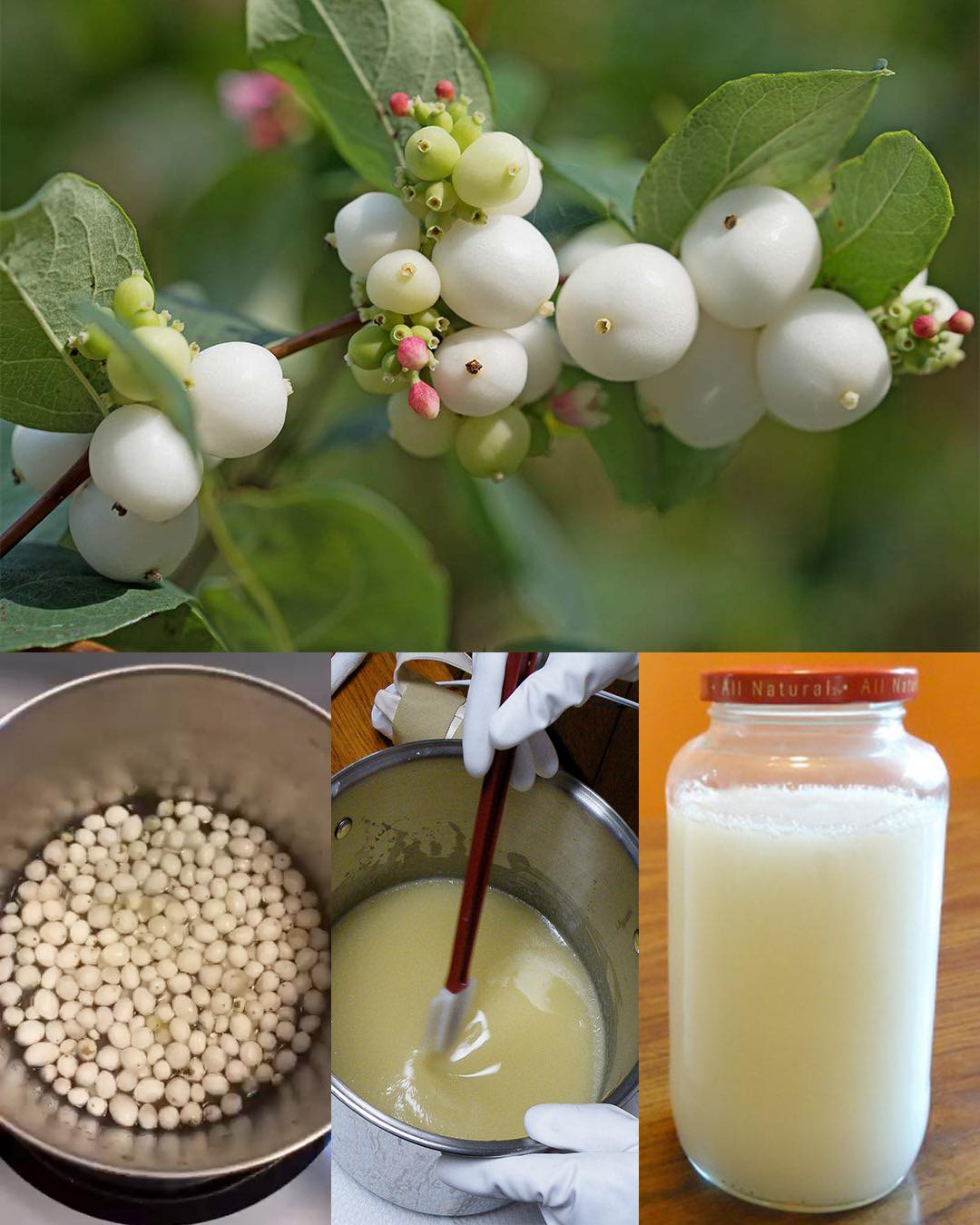 Homemade Snowberry Soap: A Natural Cleanser Made From the Wild – TREND ...