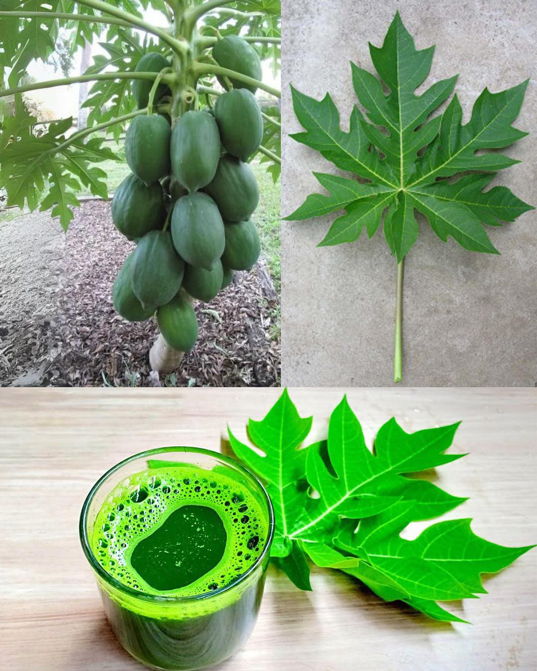 The Hidden Healing Power of Papaya Leaves – TREND HUB NEWS