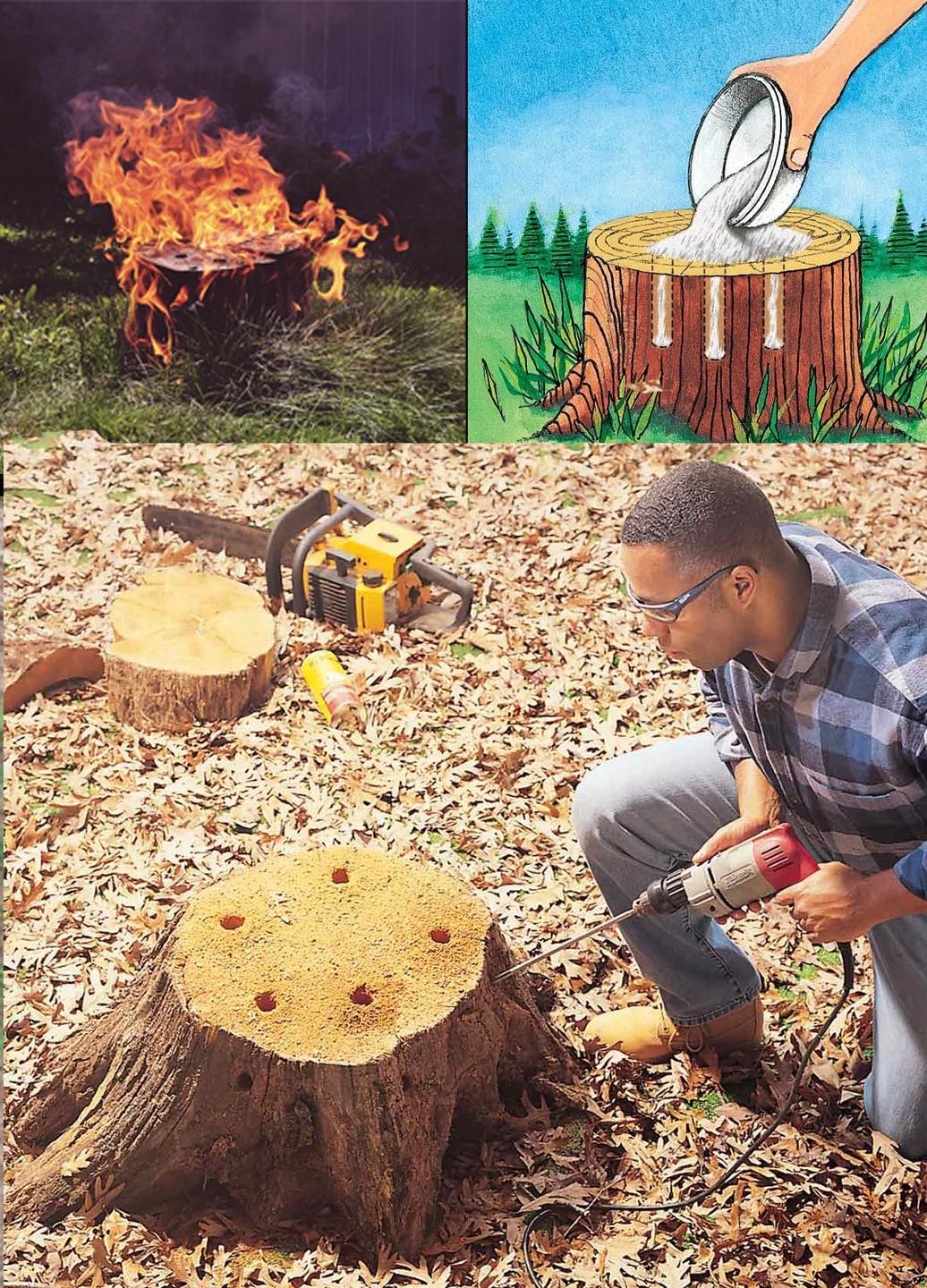 How to Remove a Tree Stump: 4 Alternative Methods – TREND HUB NEWS