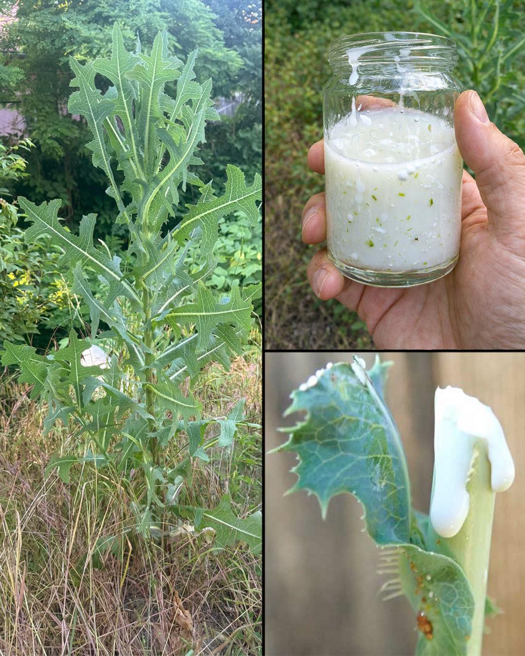 The Traditional Power of Puncture Vine (Tribulus terrestris) – TREND ...