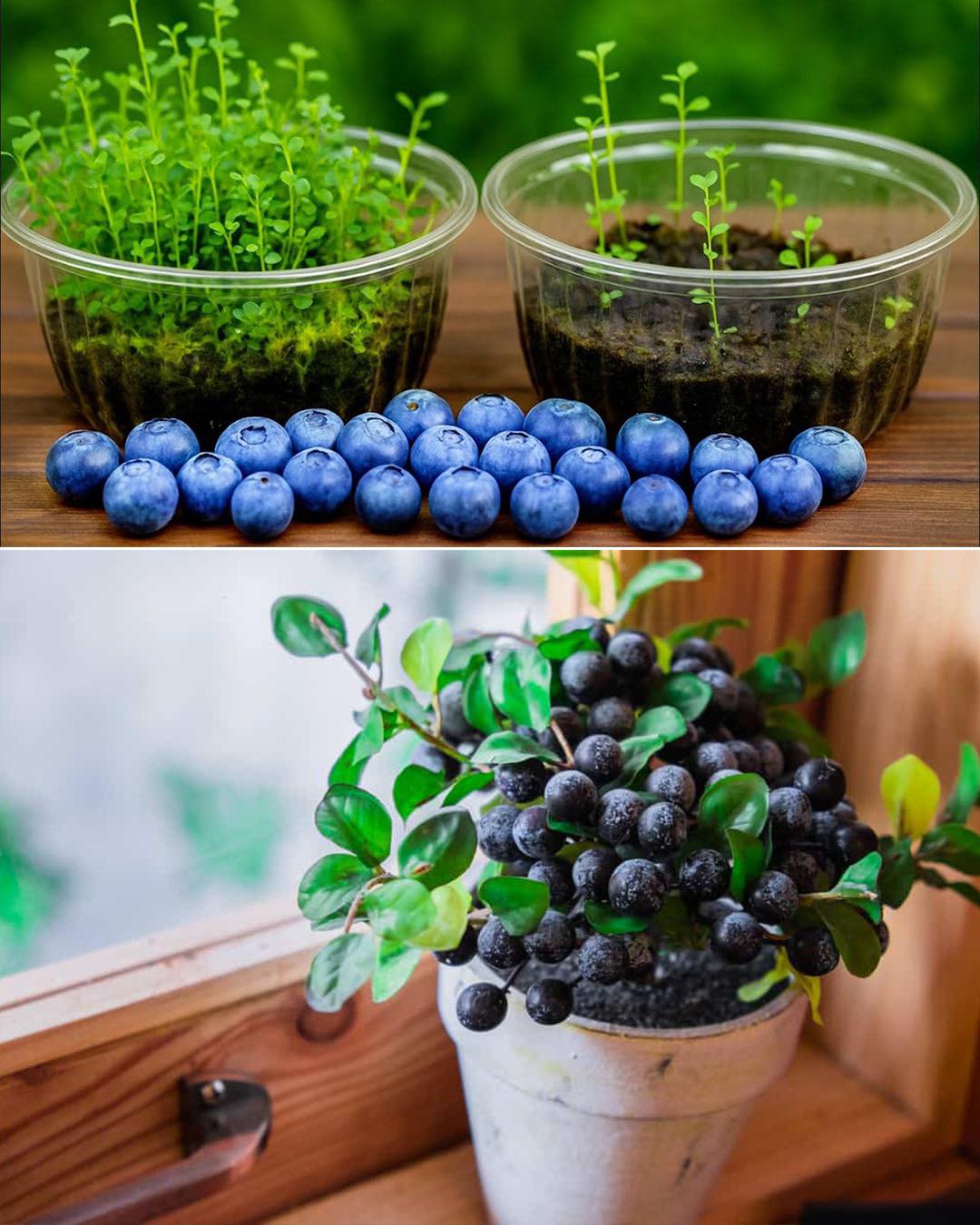 How to Grow Blueberry Plants Using Store-Bought Blueberries – TREND HUB ...