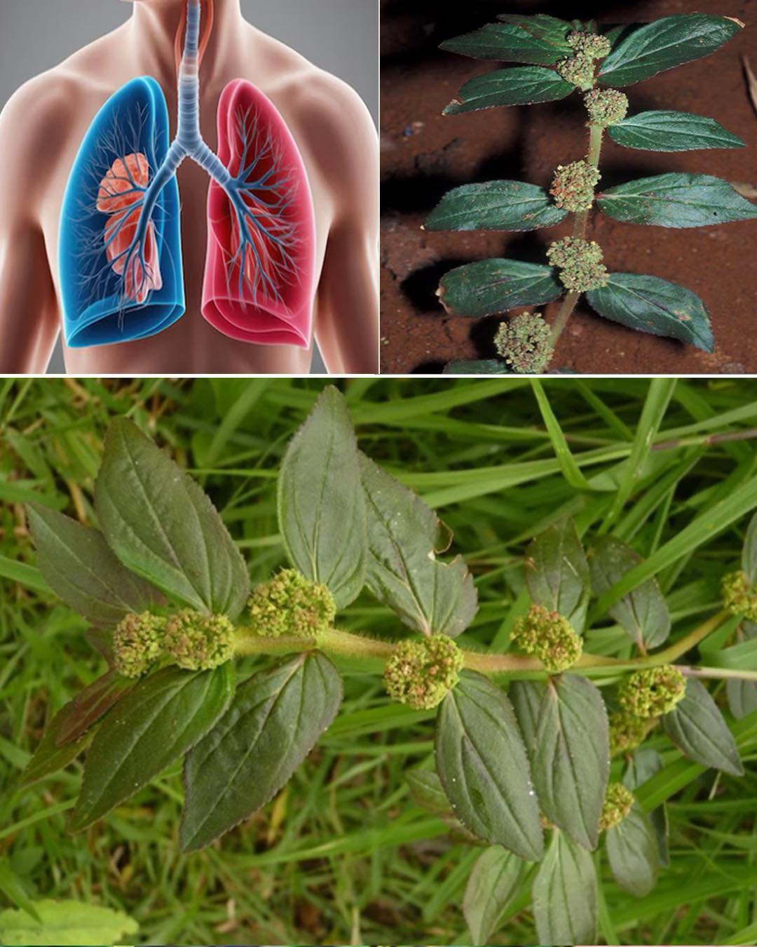 Asthma Plant and Onion: A Natural Remedy for Respiratory Health and ...