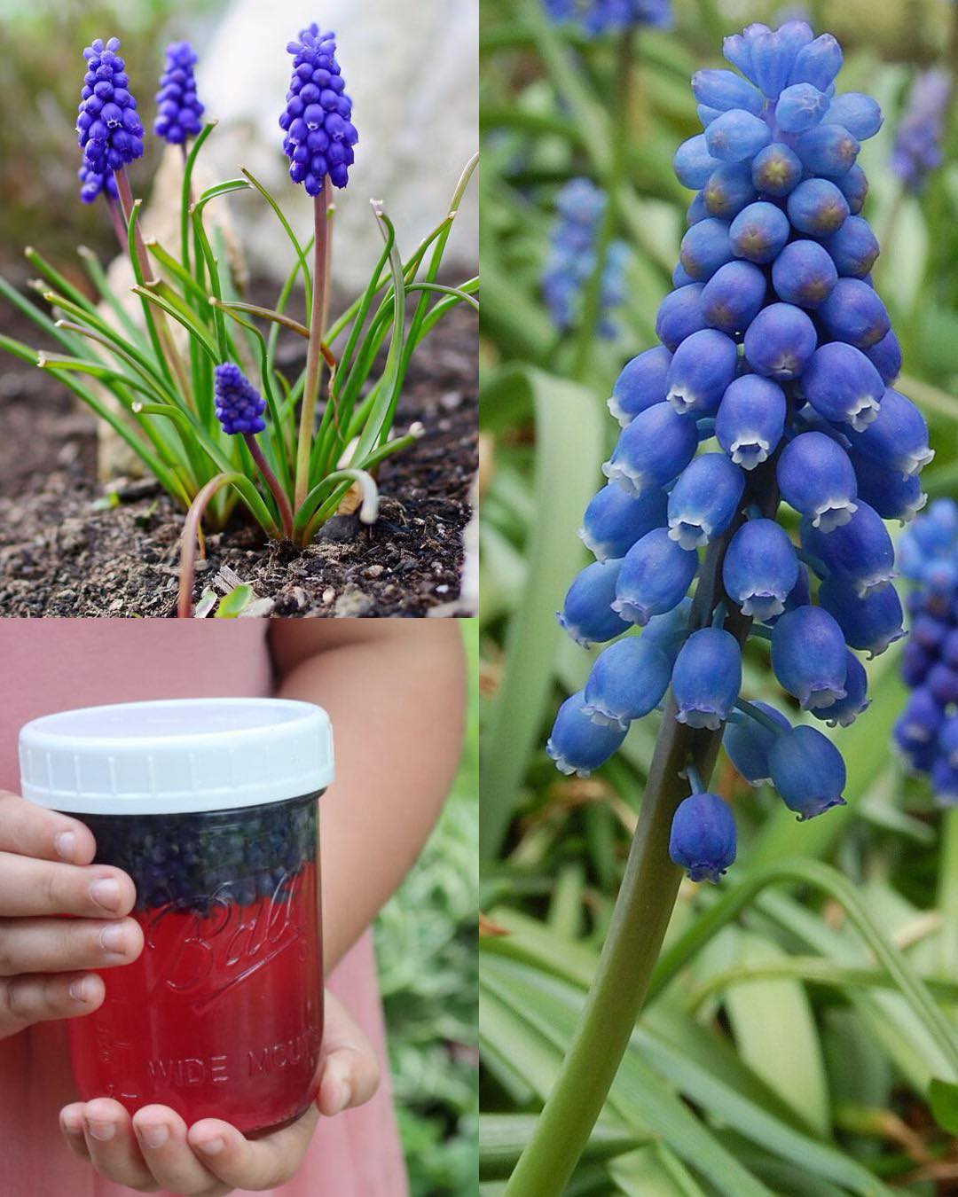Grape Hyacinth (Muscari): A Beautiful Flower You Can Eat – But Only If ...