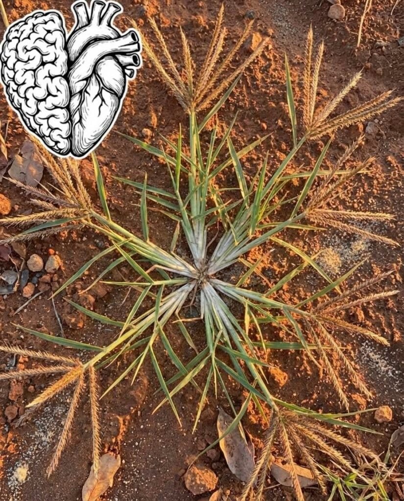 25 Incredible Health Benefits of Goosegrass – trendhubnews.com