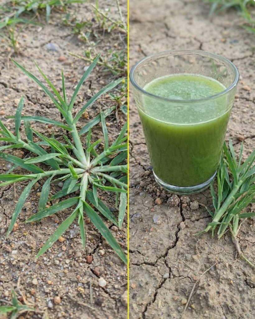 25 Incredible Health Benefits of Goosegrass – trendhubnews.com